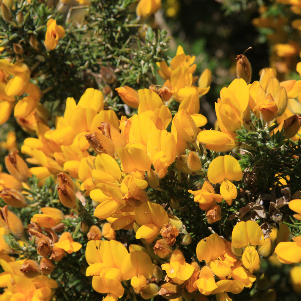 Morgana Fairy – Morgana and Merlin – Arthurian legend Broceliande