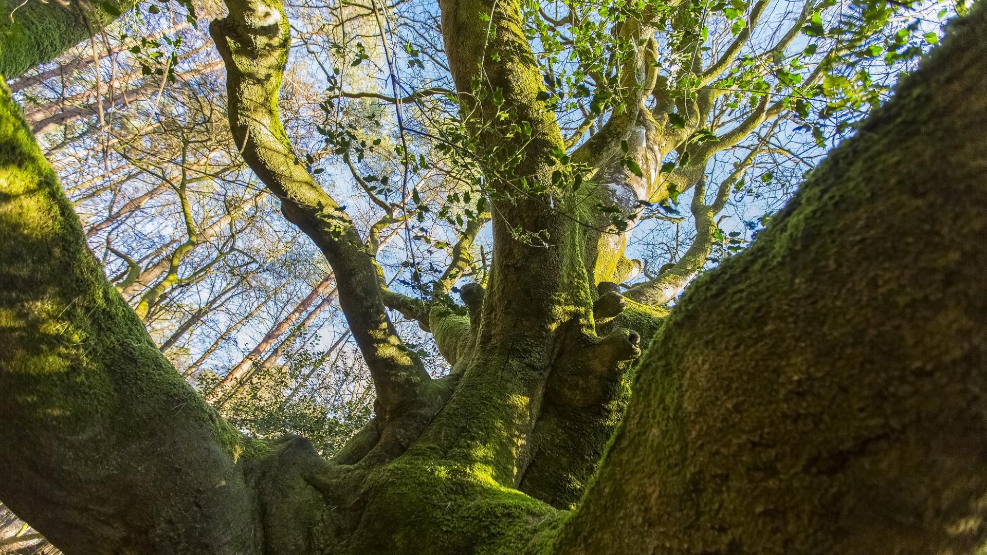 Broceliande Forest – Merlin’s Tomb – Destination Broceliande in Brittany