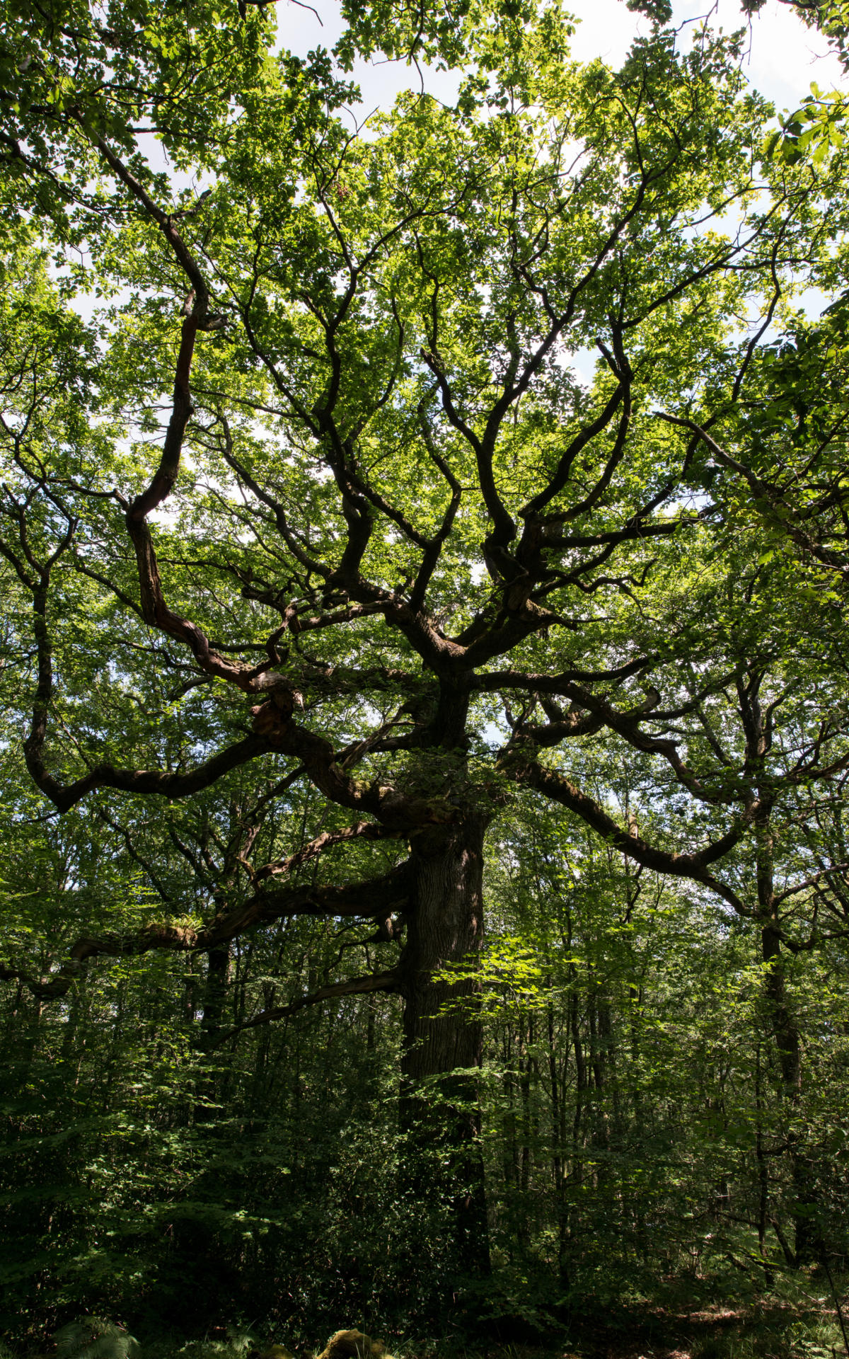 Remarkable trees of Broceliande and Brittany